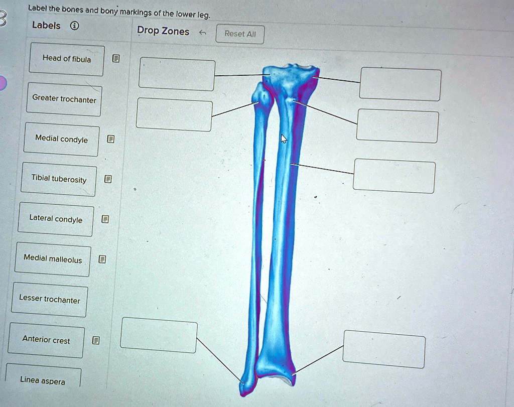 Label the bones and bony markings of the lower leg. Labels Drop Zones ...