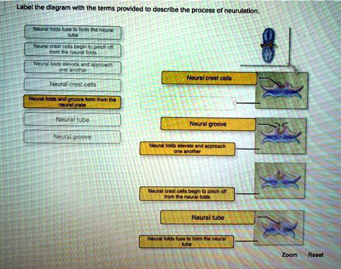 SOLVED: Label the diagram with the terms provided to describe the ...
