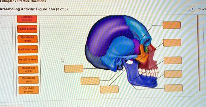 Chapter 7 Practice Questions Art-labeling Activity: Figure 7.5a (3 of 3 ...