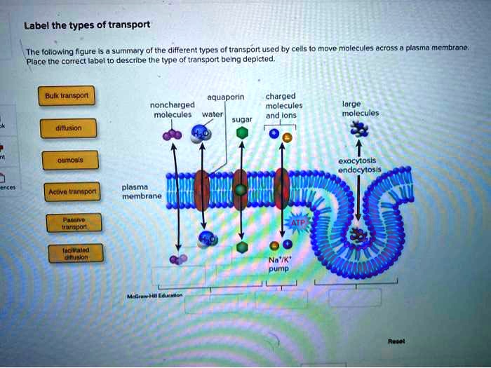 SOLVED: Label the types of transport Summary of the different types of ...