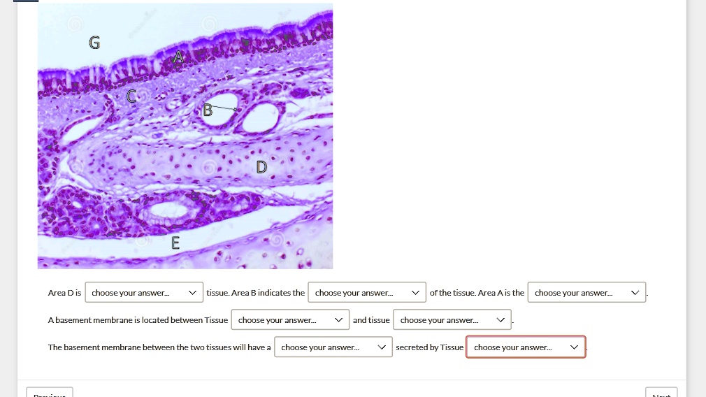 SOLVED: 1. Connective, epithelial, nervous, muscle 2. apical surface ...