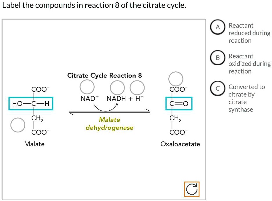 Label the compounds in reaction 8 of the citrate cycle. A Reactant ...