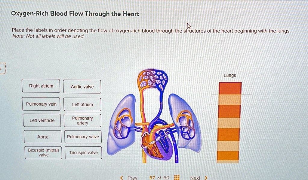 oxygen rich blood flow through the heart place the labels in order ...