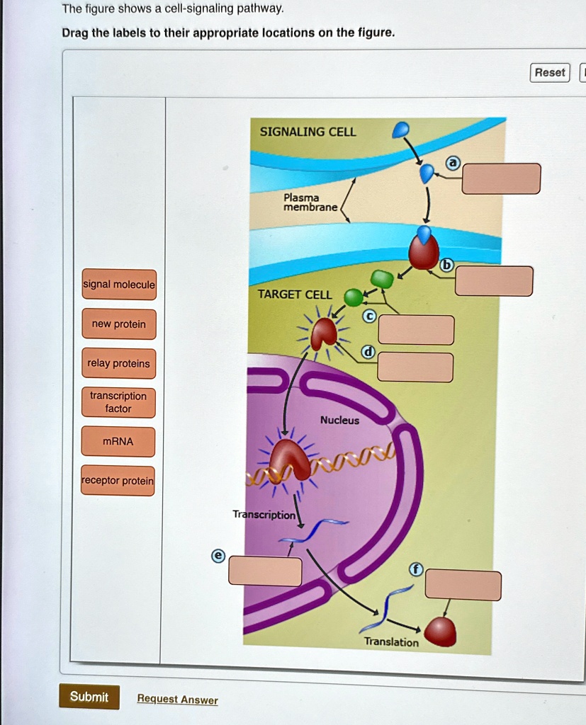 The figure shows a cell-signaling pathway. Drag the labels to their ...