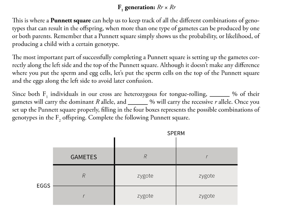SOLVED: F, generation: Rr x Rr This is where a Punnett square can help ...