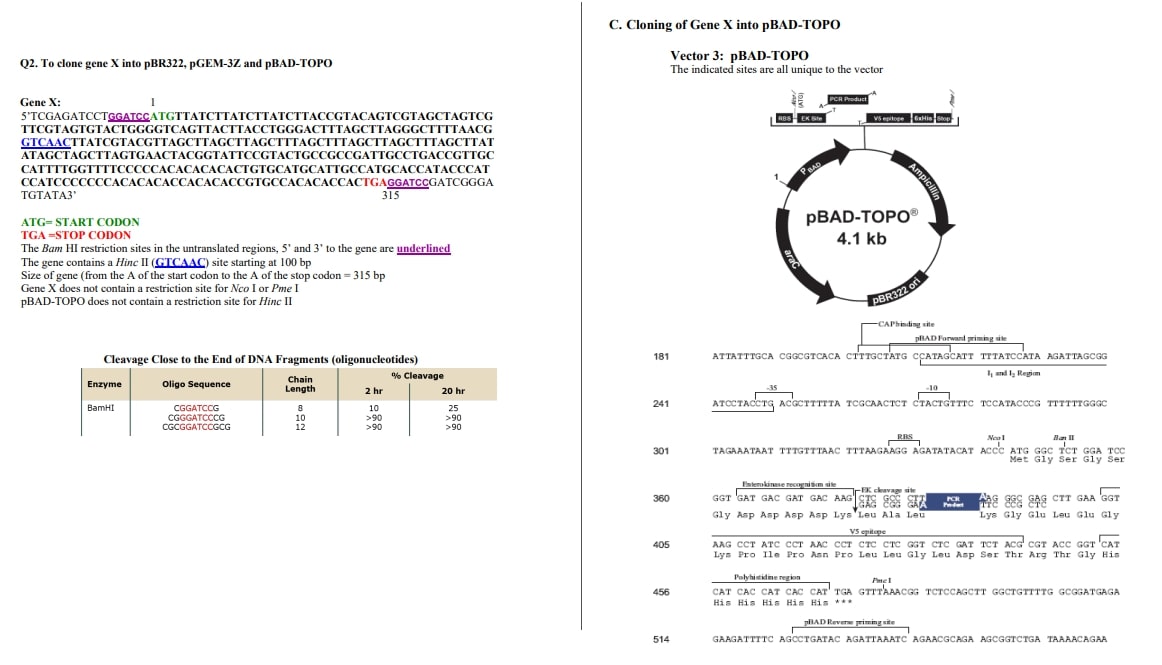 SOLVED: C. Cloning of Gene X into pBAD-TOPO Q2. To clone gene X into pBR 322, pGEM-3 Z and pBAD ...