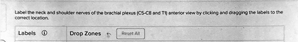 Label the neck and shoulder nerves of the brachial plexus (C5-C8 and T1 ...