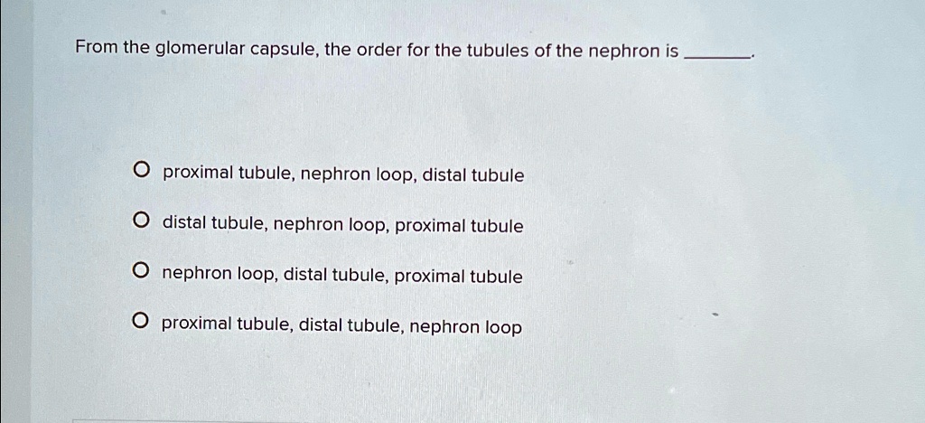 from the glomerular capsule the order for the tubules of the nephron is ...