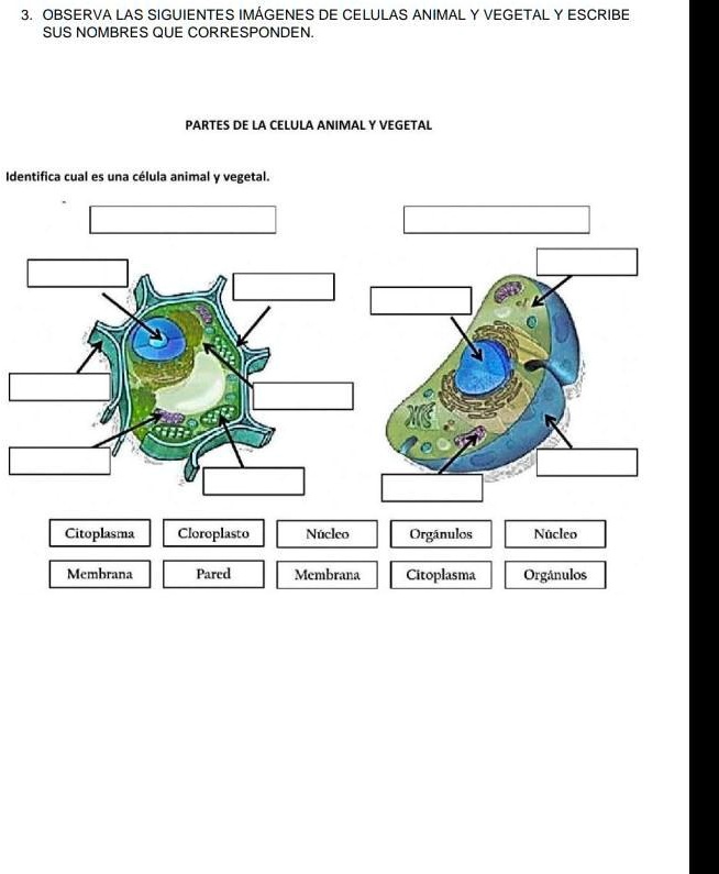 SOLVED: Ayudenmeeeee porfavoooor OBSERVA LAS SIGUIENTES IMÁGENES DE ...