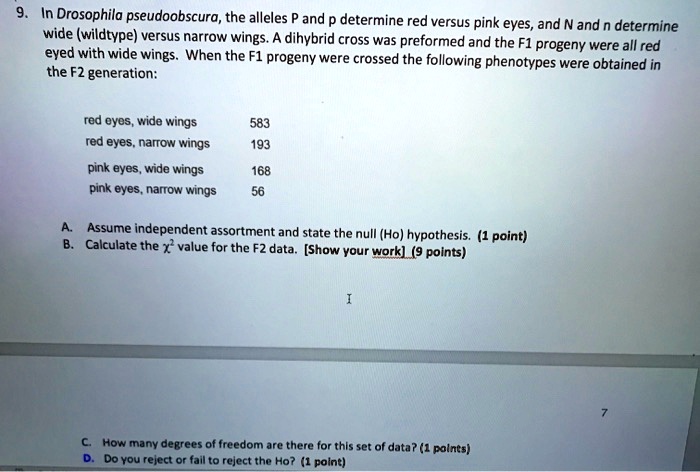 SOLVED: In Drosophila pseudoobscura; the alleles ! and determine red ...