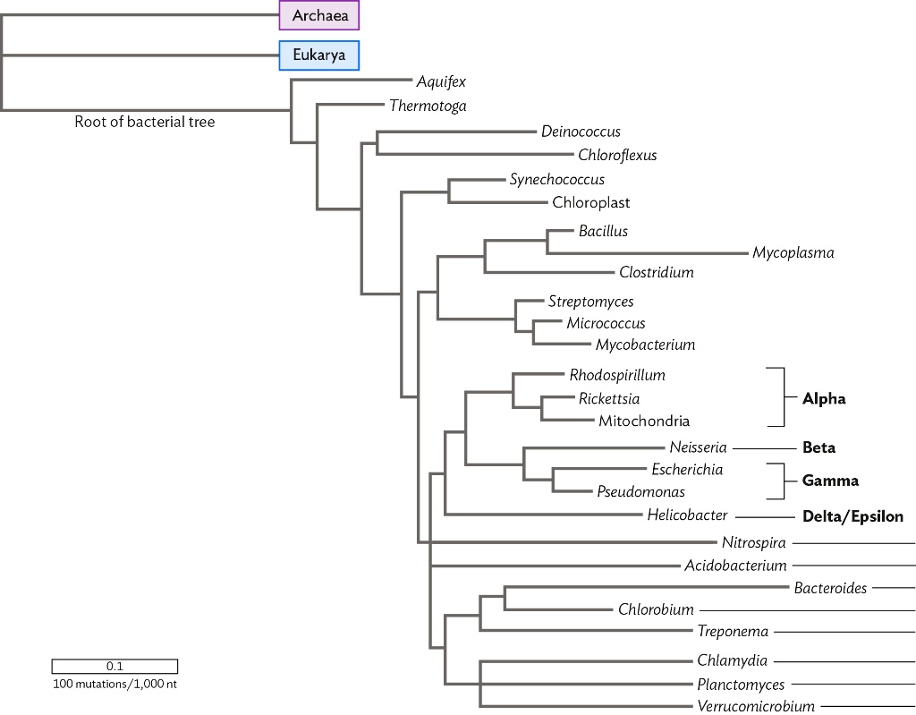 SOLVED:Archaea Eukarya Aquifex Thermotoga Root of bacterial tree ...