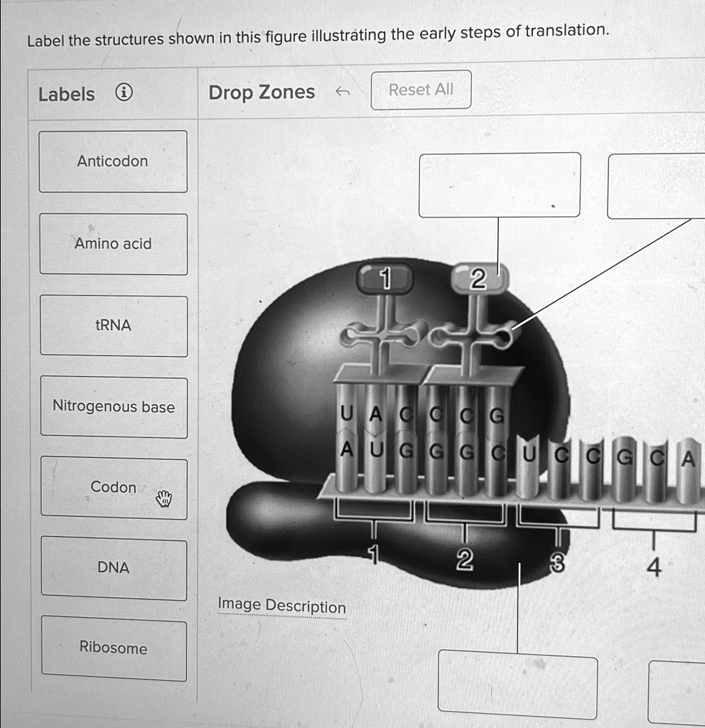 Label the structures shown in this figure illustrating the early steps ...