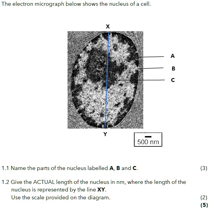 the electron micrograph below shows the nucleus of a cell 11 name the parts of the nucleus ...
