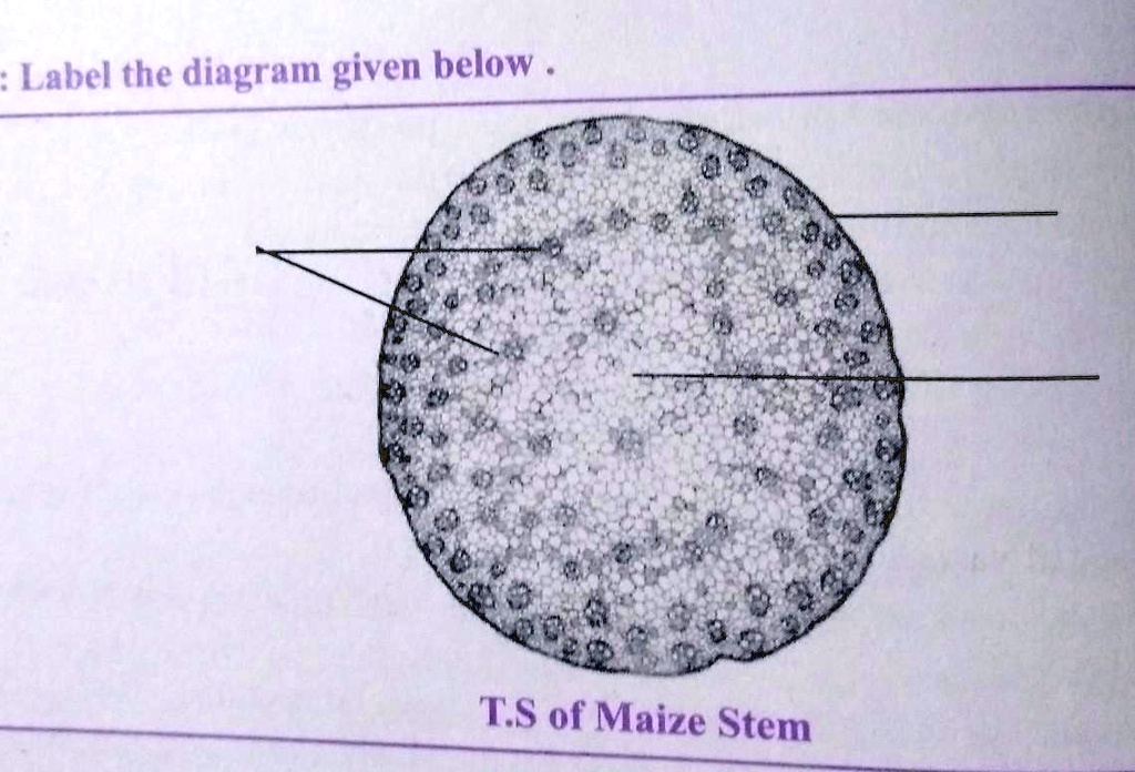 [GET ANSWER] : Label the diagram given below . T.S of Maize Stem