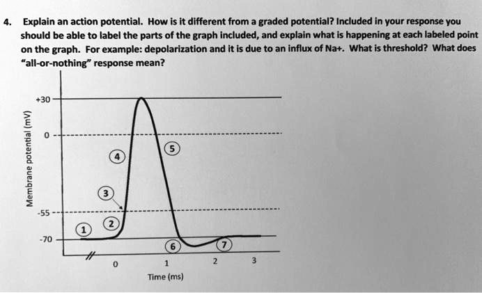explain an action potential how is it different from a graded potential ...