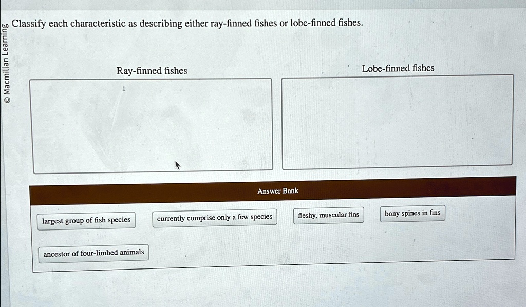 classify each characteristic as describing either ray finned fishes or ...