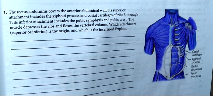 SOLVED: The rectus abdominis covers the anterior abdominal wall. Its ...