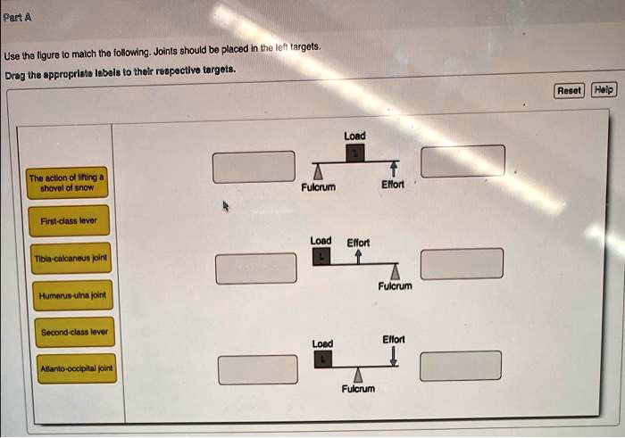 Part A Use the figure to match the following. Joints should be placed in the left targets. Drag ...
