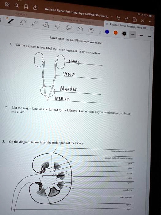 SOLVED: 88Q Revised Renal AnatomyPhys-UPDATED-Fillable.. [0 Revised ...