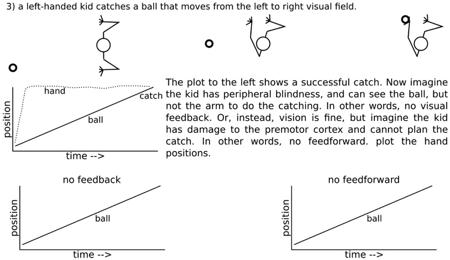 SOLVED: 3) a left-handed kid catches a ball that moves from the left to right visual field: The ...