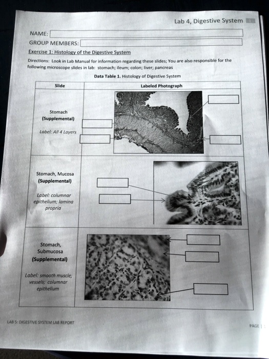 SOLVED: Lab 4, Digestive System NAME: GROUP MEMBERS: Exercise 1 ...
