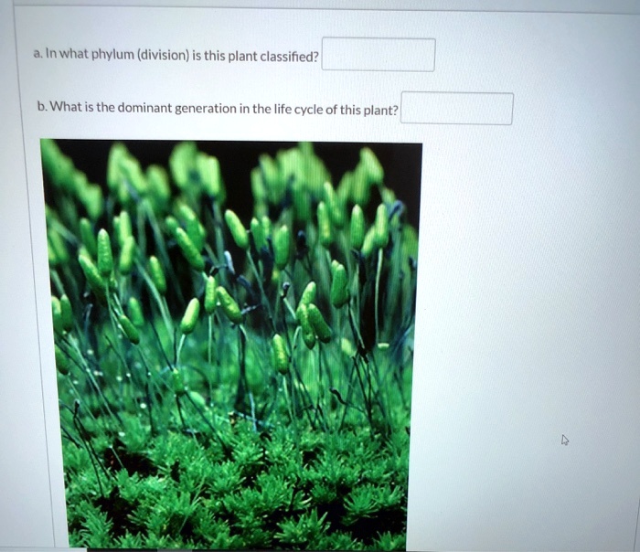 in what phylum division is this plant classified what is the dominant ...