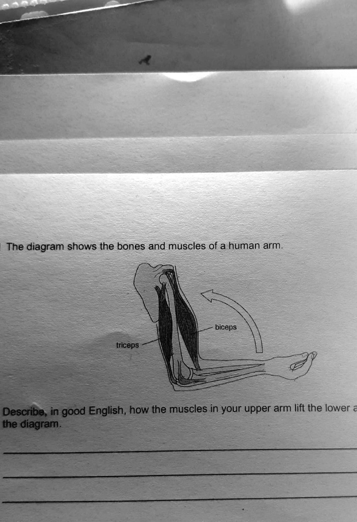 The diagram shows the bones and muscles of a human arm. biceps triceps ...
