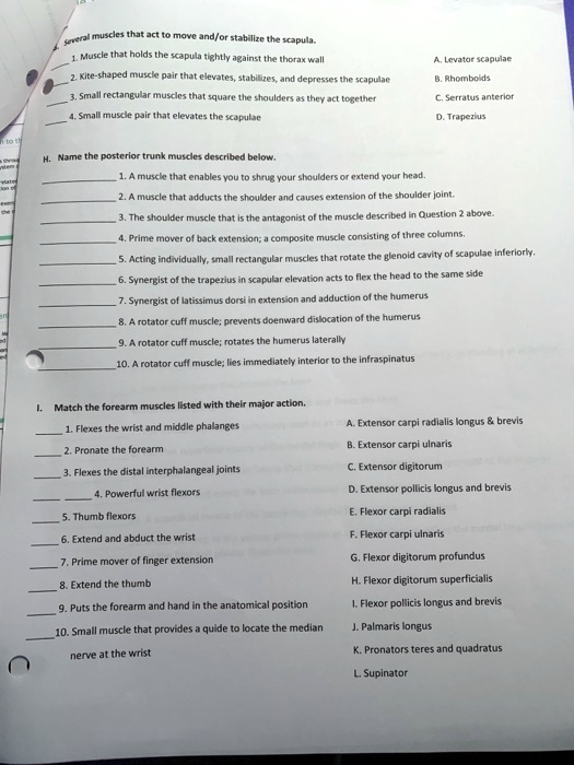 Several muscles that act to move and/or stabilize the scapula. 1 ...