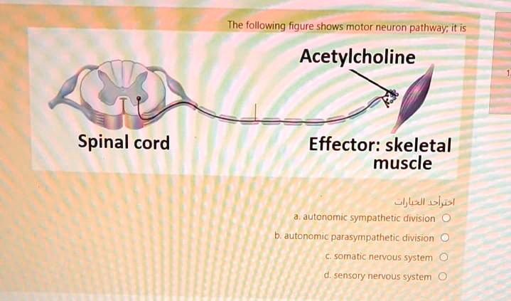 SOLVED: The following figure shows the motor neuron pathway; it is ...