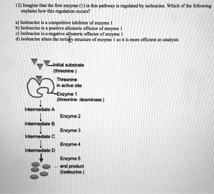 SOLVED: Imagine that the first enzyme (1) in this pathway is regulated ...