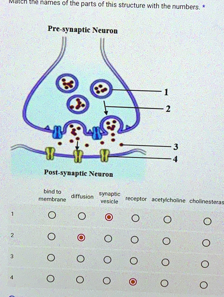 Match the names of the parts of this structure with the numbers. * Pre-synaptic Neuron 1 2 3 4 ...