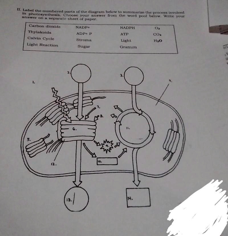 SOLVED: pahelp po... nonsense=reportII. Label the numbered parts of the ...