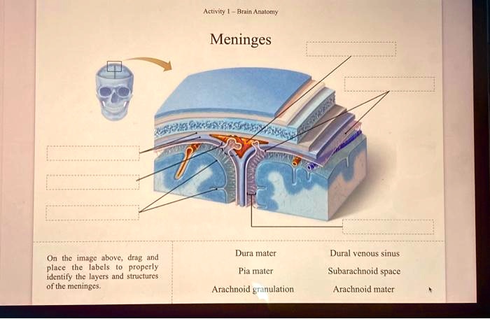 SOLVED: Activity 1: Brain Anatomy Meninges On the image above, drag and place the labels to ...