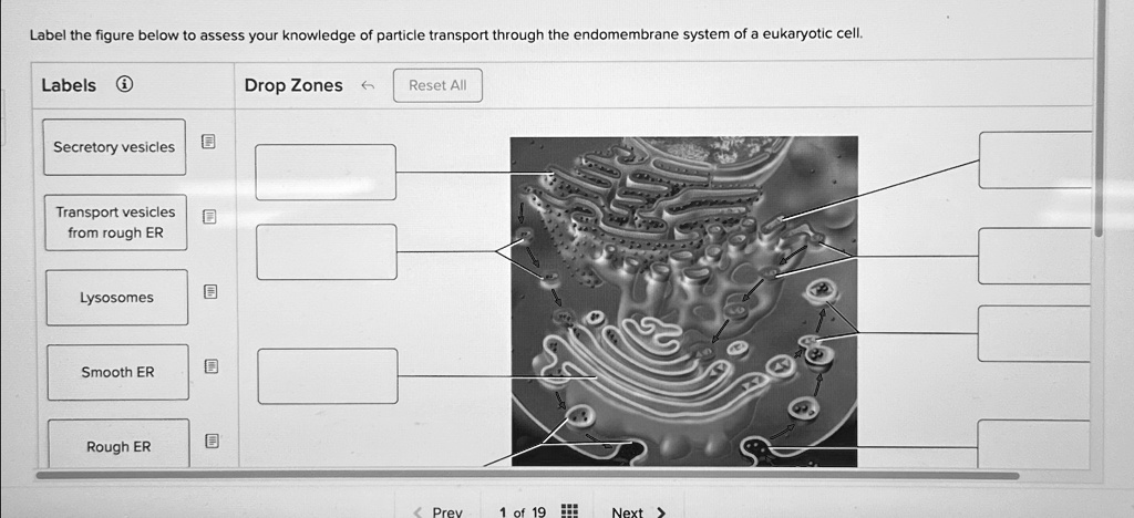 Label the figure below to assess your knowledge of particle transport ...