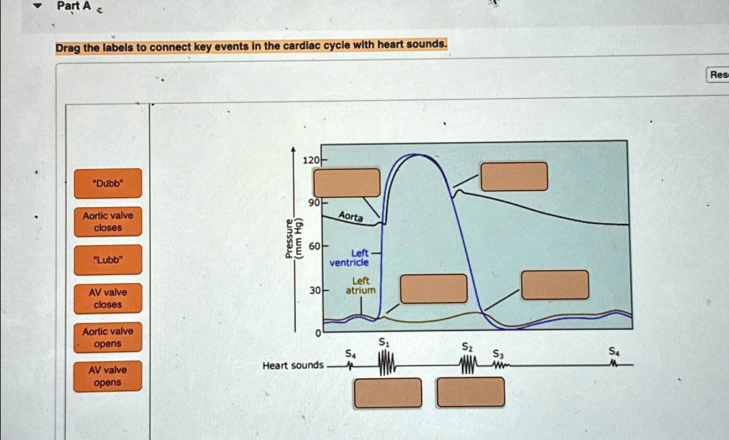 Part A Drag the labels to connect key events in the cardiac cycle with ...