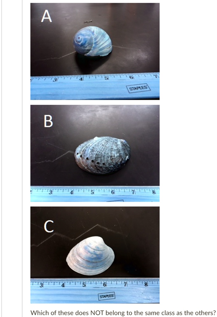 SOLVED:A SuPtes B C StAetes] Which of these does NOT belong to the same ...