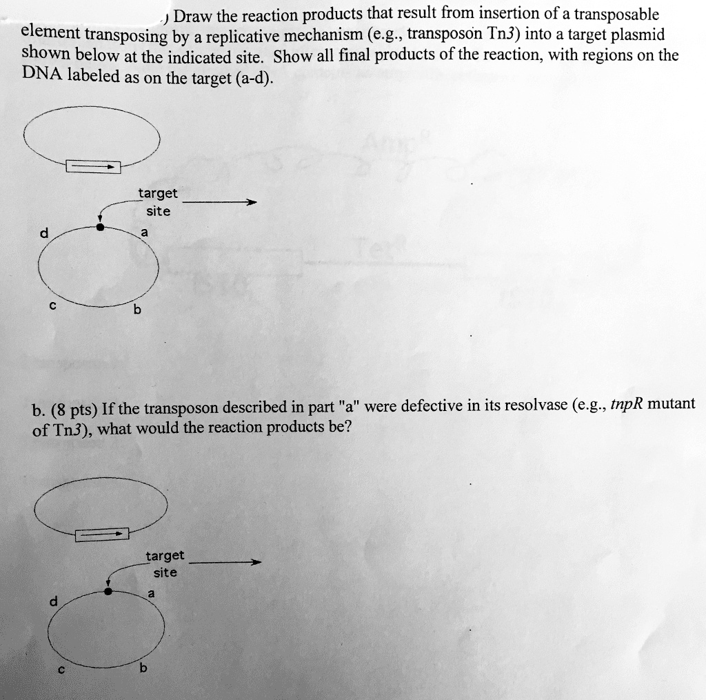 Transposable elements: Draw the reaction products that result from the ...