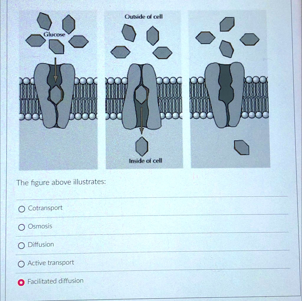 Outside of cell Glucose The figure above illustrates: O Cotransport O ...