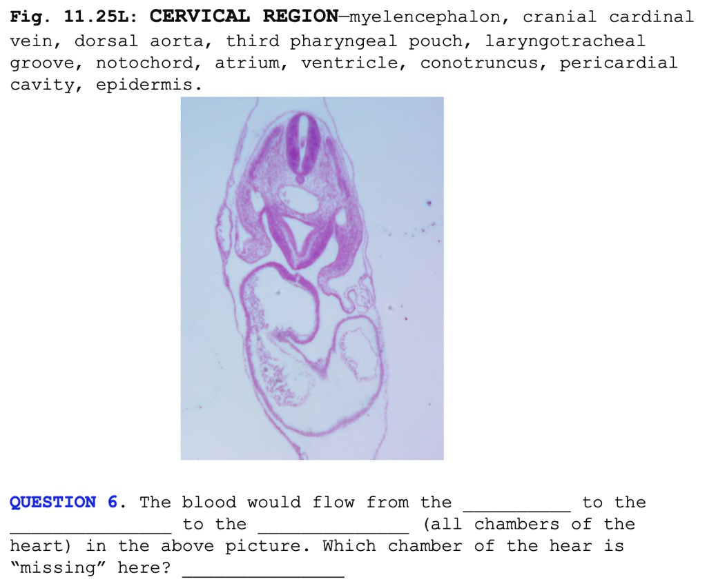 SOLVED: Fig. 11 25L: CERVICAL REGION-myelencephalon , cranial cardinal ...