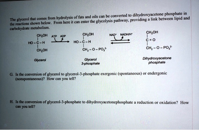 SOLVED:of fats and oils can be converted to dihydroxyacetone phosphaid ...