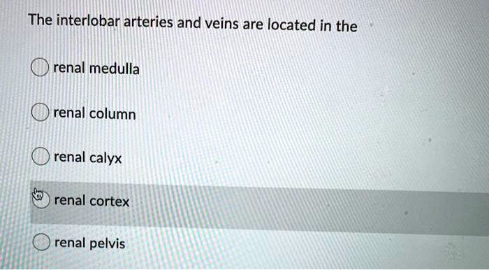 The interlobar arteries and veins are located in the renal medulla ...