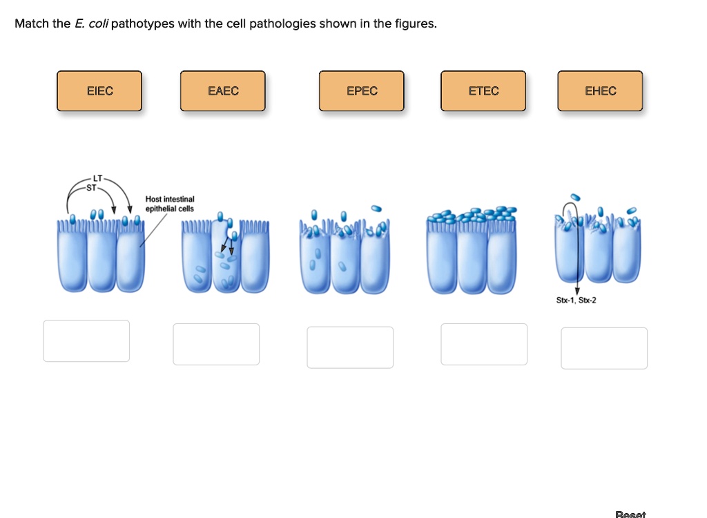 Match the E. coli pathotypes with the cell pathologies shown in the ...