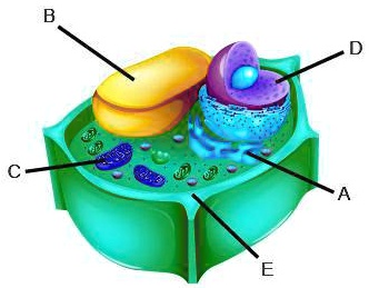 SOLVED: 'Identify the labeled structures. A B C D E