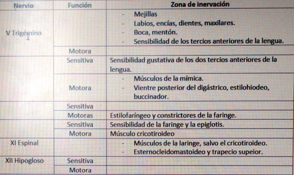SOLVED: ayúdenme a completar x fa Nervio Función Zona de inervación ...