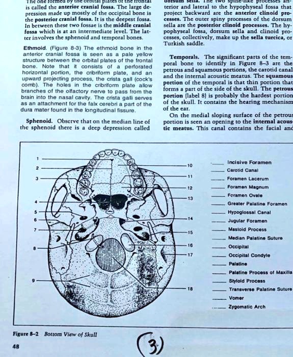 SOLVED: The large depression made up mostly of the occipital bone is ...