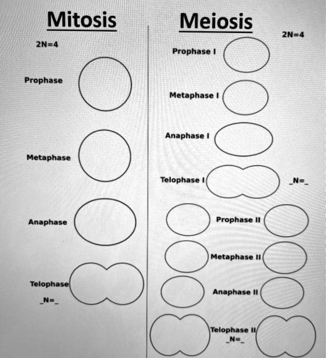 mitosis zn4 meiosis 2n4 prophase prophase metaphase anaphase metaphase ...