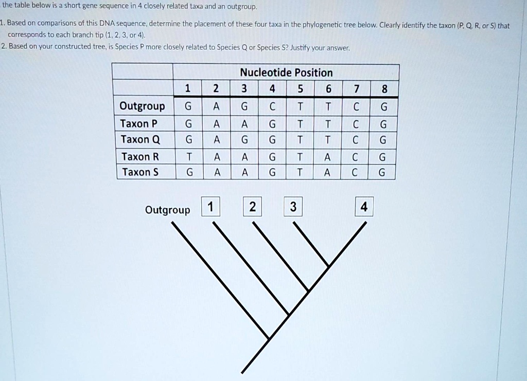 Solved Phylogenetic Tree The Table Below Is Short Gene Sequence In 4 Closely Related Taxa And