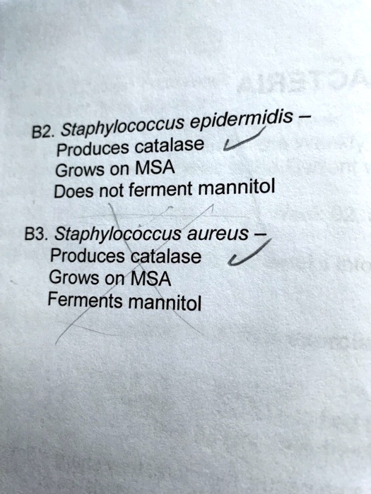 b2 staphylococcus epidermidis produces catalase grows on msa does not ...