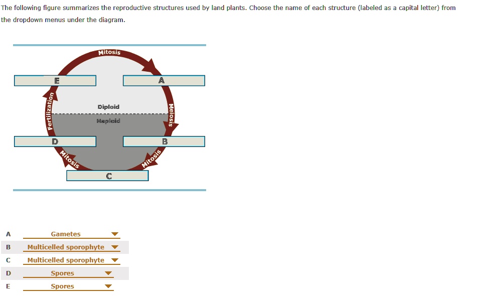 the following figure summarizes the reproductive structures used by land plants choose the name ...