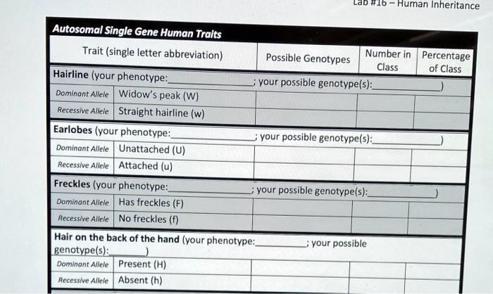 SOLVED: Lab #10 Human Inheritance Autosomal Single Gene Human Traits ...